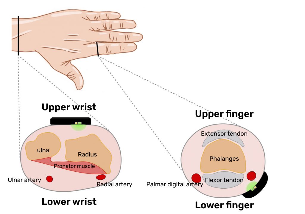 Why blood oxygen monitoring is typically done on the finger rather than ...